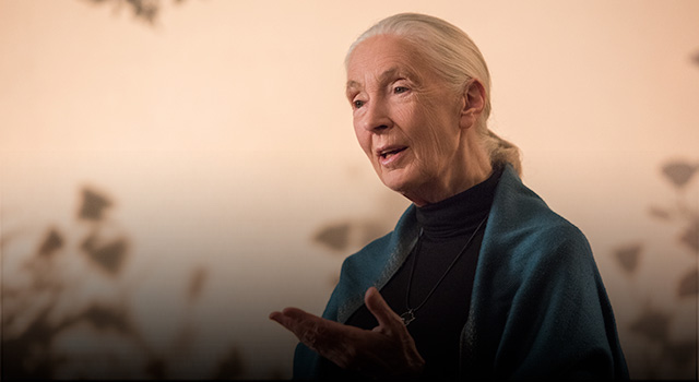 Dr. Jane Goodall Teaches Conservation | MasterClass